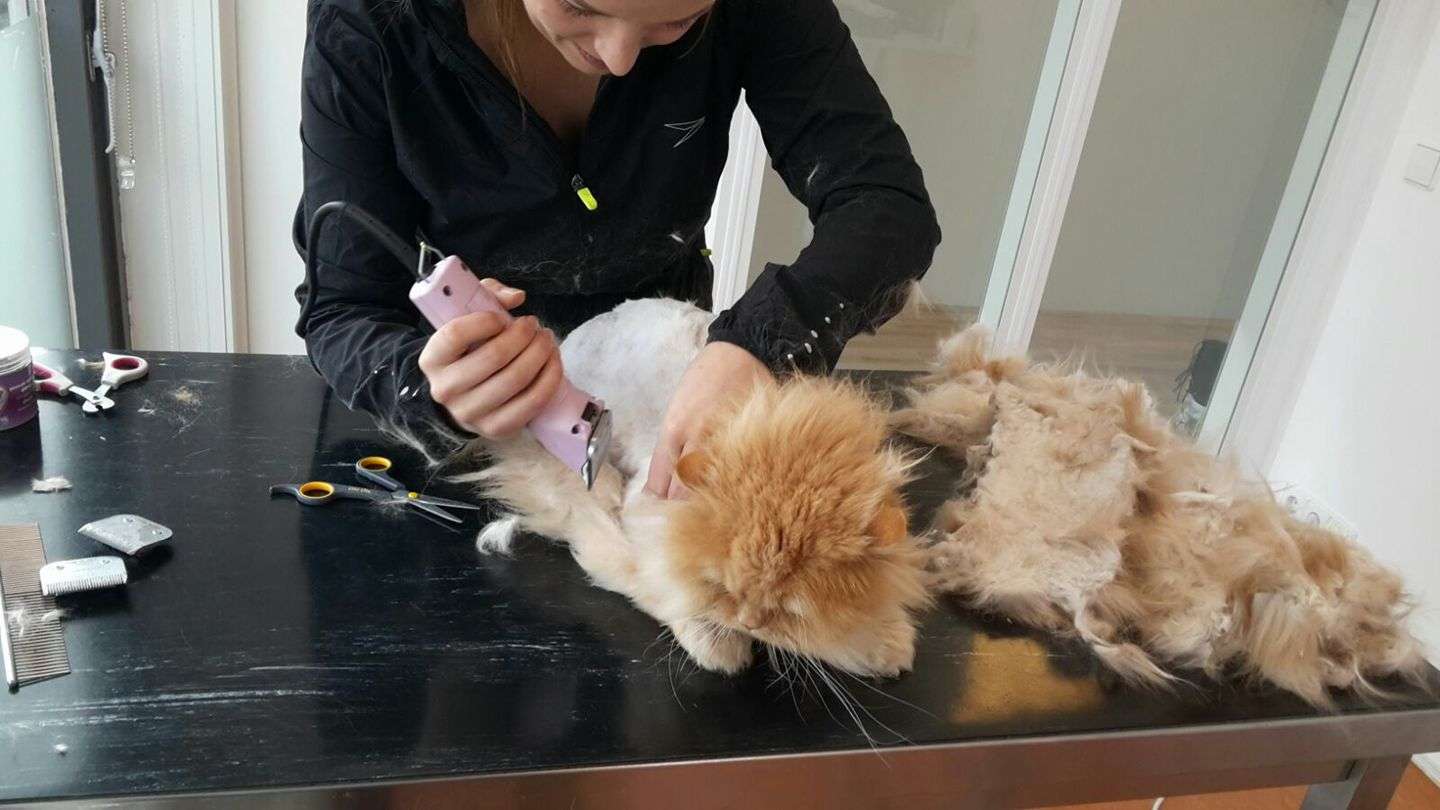 De Pers - Vachtverzorging van het Perzische kattenras + de gevaren ...