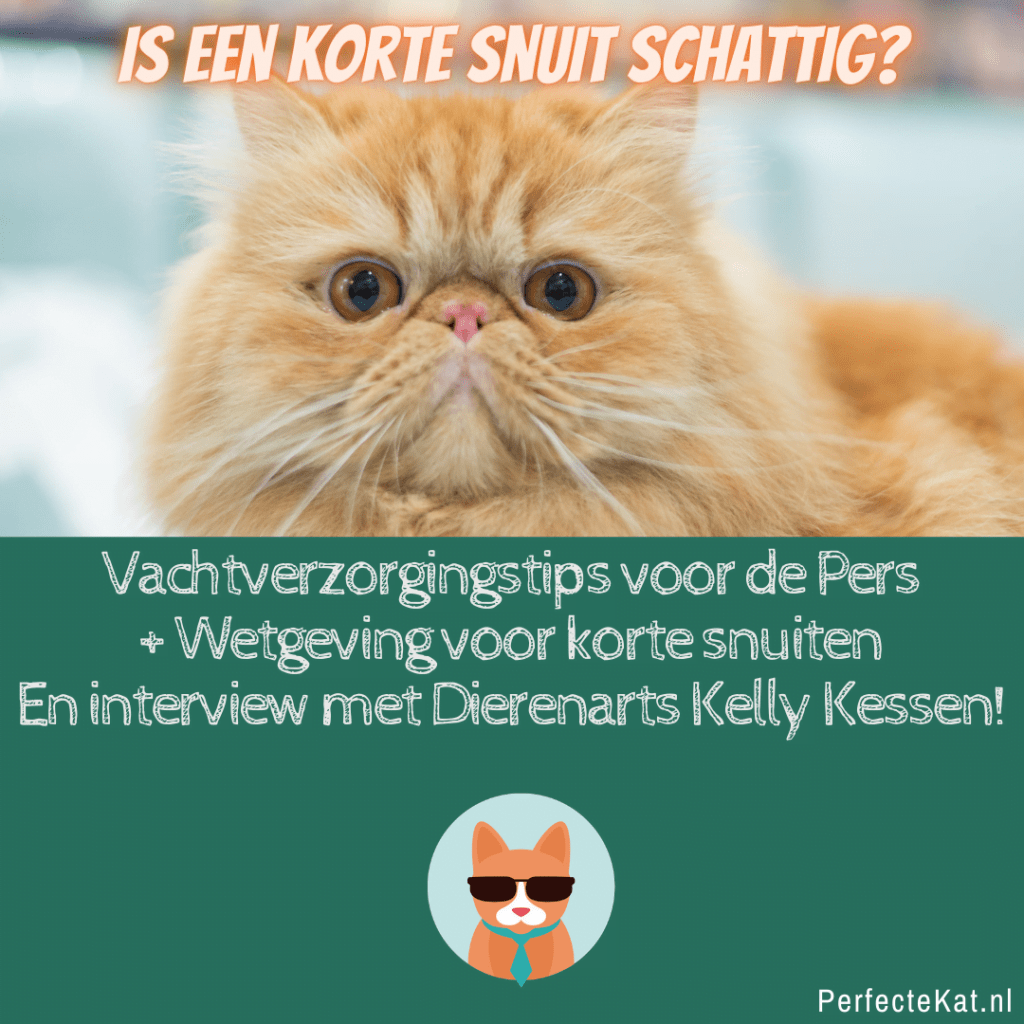De Pers - Vachtverzorging van het Perzische kattenras + de gevaren ...