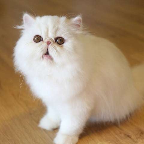 De Pers - Vachtverzorging van het Perzische kattenras + de gevaren ...