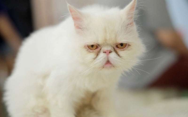 De Pers - Vachtverzorging van het Perzische kattenras + de gevaren ...